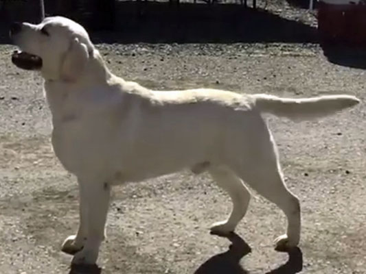 Cold Creek Farms Labradors Oregon Nursery Litters Puppies
