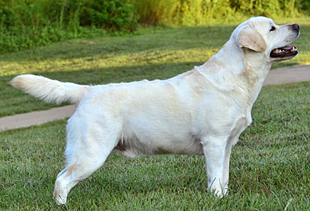 Cold Creek Farms Labradors Oregon Nursery Litters Puppies