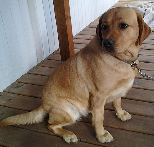 Cold Creek Farms Labradors Oregon Nursery Litters Puppies